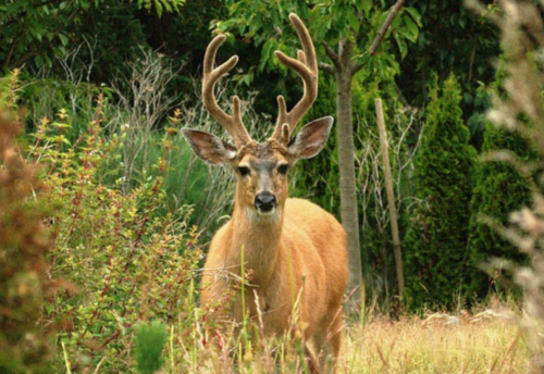The Freshwater Yabby | Critter Science