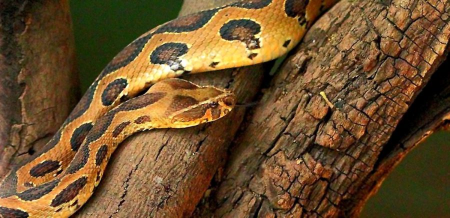 The Russell's Viper | Critter Science