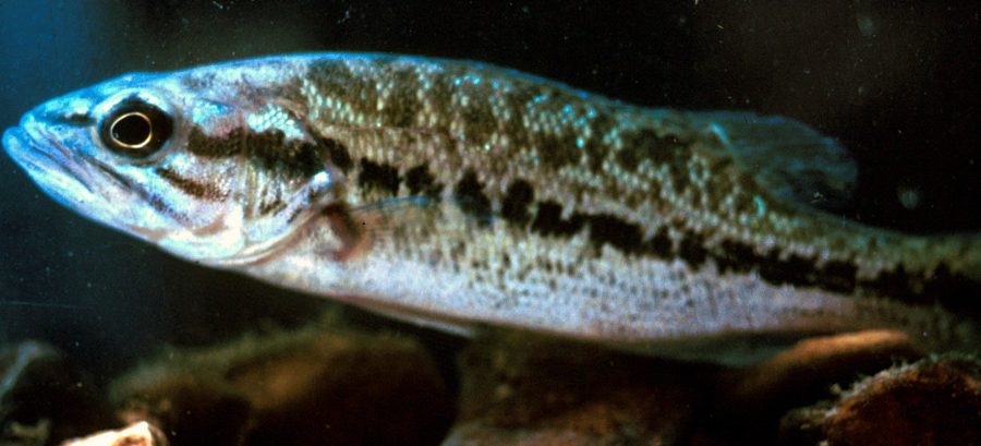 The Spotted Bass | Critter Science