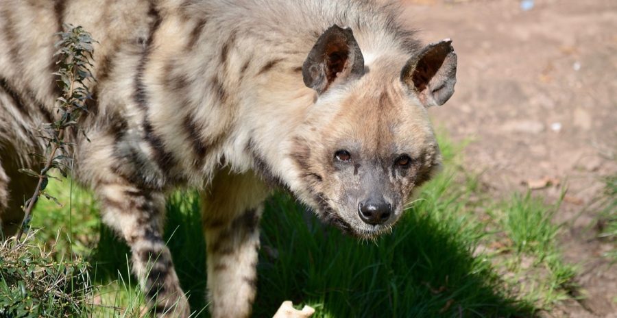 The Striped Hyena | Critter Science