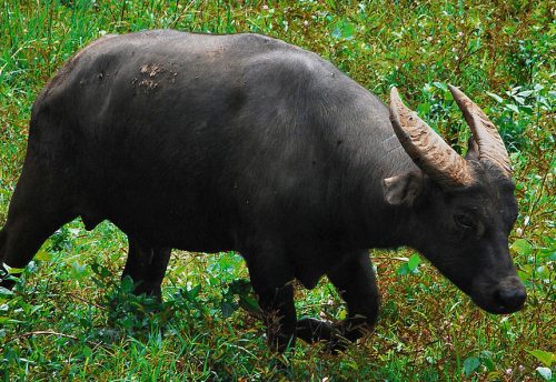 Folivore | Critter Science