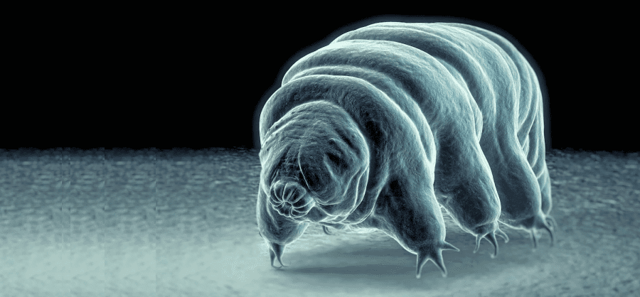 The Ever Durable Tardigrade | Critter Science