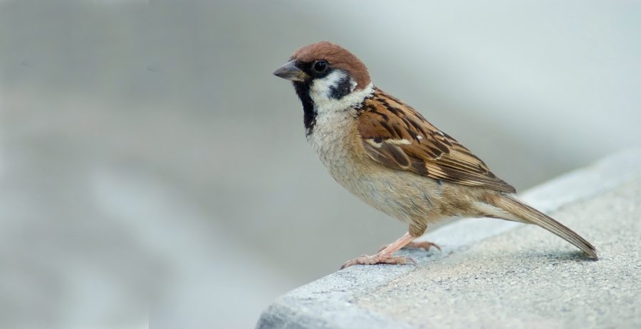The Eurasian Tree Sparrow | Critter Science