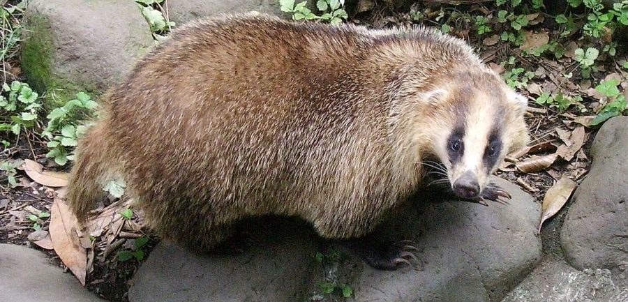 The Japanese Badger | Critter Science