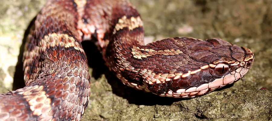 The Venomous Mamushi | Critter Science