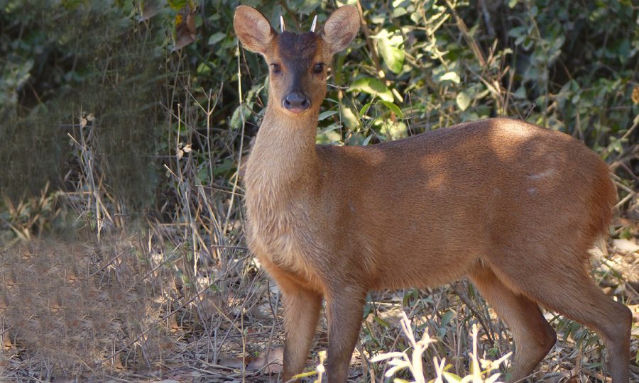 Critter Science — The Problematic Feral Camel of Australia – Critter...