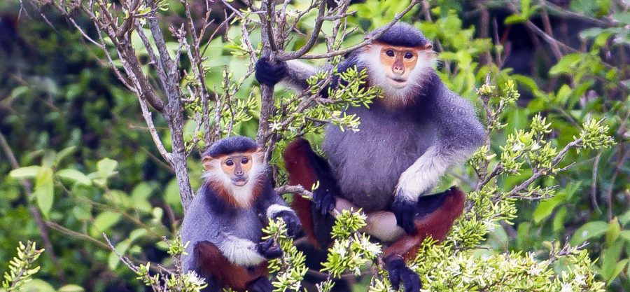 The Red-Shanked Douc | Critter Science