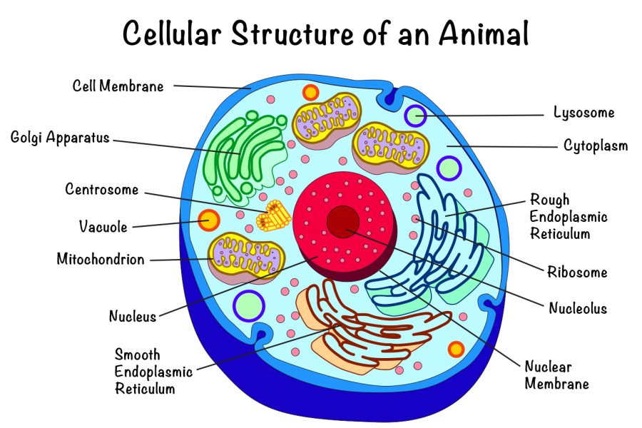 Simple Structure Of An Animal Cell