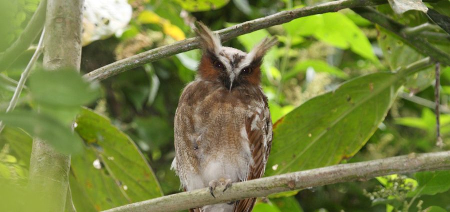 The Crested Owl | Critter Science