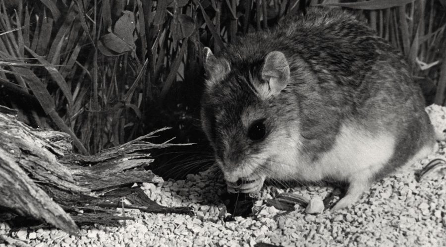 The Northern Grasshopper Mouse | Critter Science