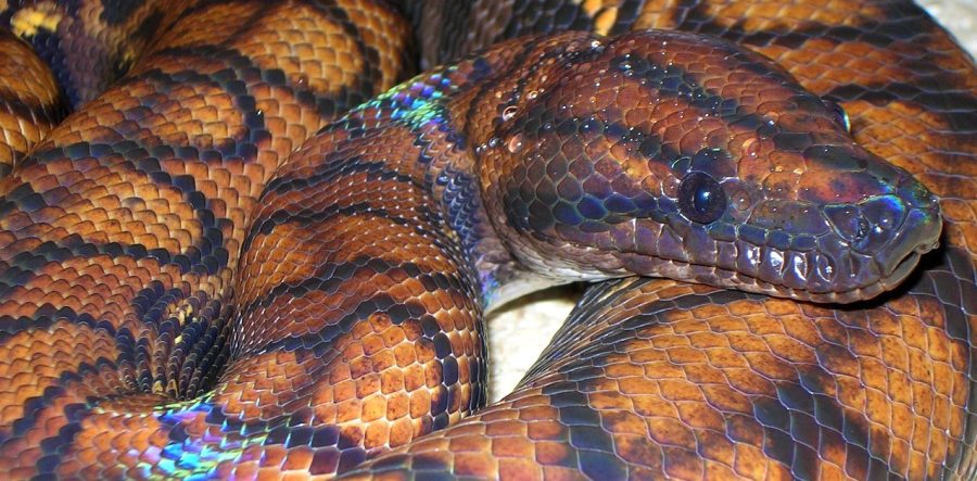 The Stunning Rainbow Boa | Critter Science