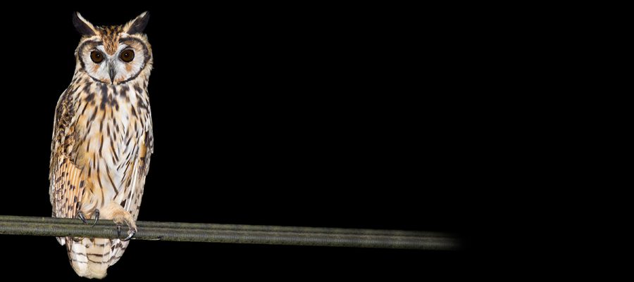 The Abundant Striped Owl | Critter Science