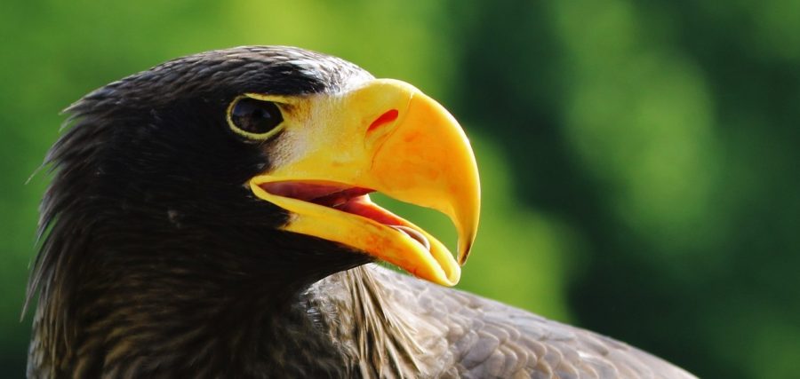 The Stellar's Sea Eagle | Critter Science