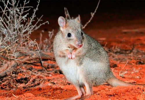 The Baikal Seal | Critter Science