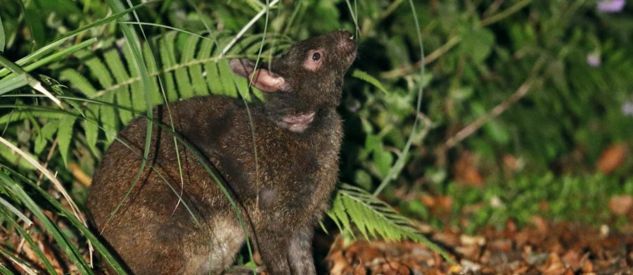 The Amami Rabbit | Critter Science