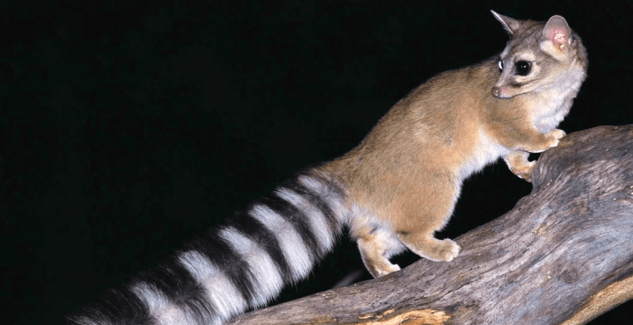 The Fascinating Cacomistle | Critter Science