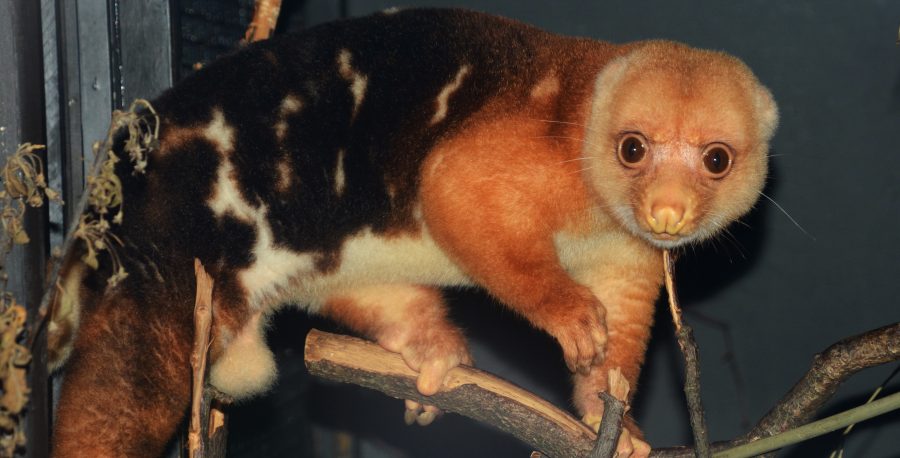 The Common Spotted Cuscus | Critter Science