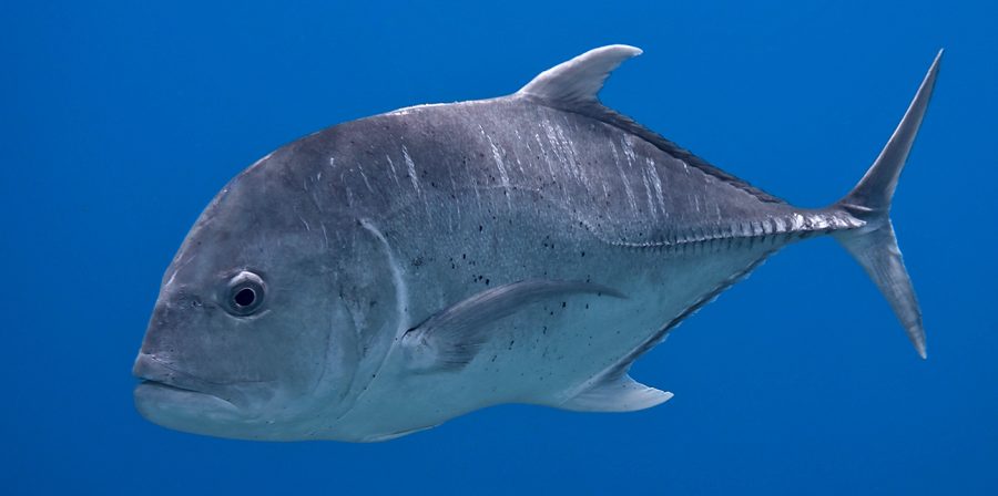 The Giant Trevally | Critter Science