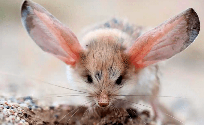 Asian Animals | Critter Science