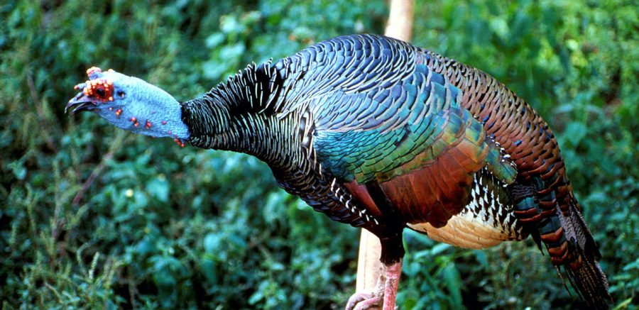 The Ocellated Turkey | Critter Science