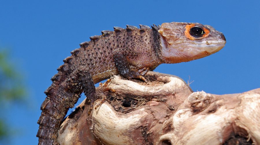 croc Archives | Critter Science