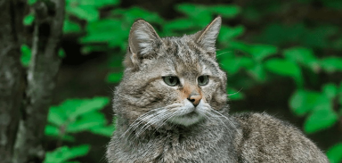 The Scottish Wildcat | Critter Science