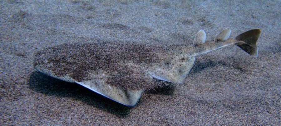 The Angelshark | Critter Science