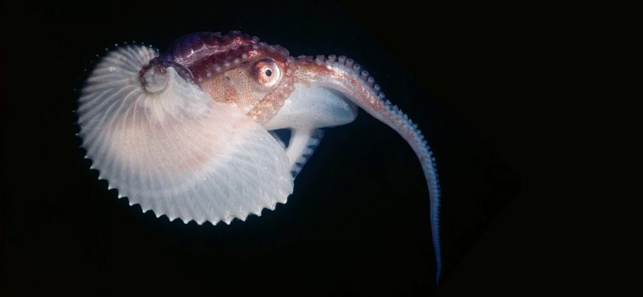 The Argonaut | Critter Science