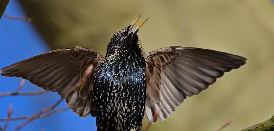The Common Starling | Critter Science