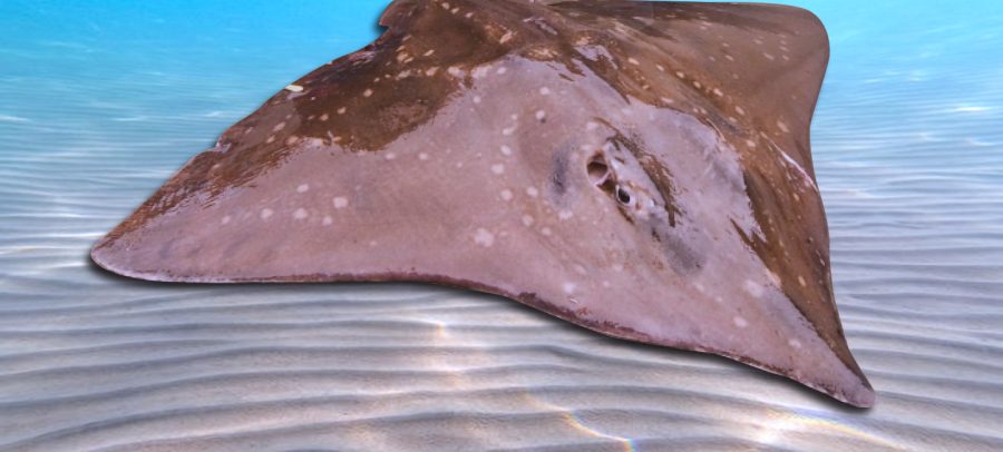 The Common Skate | Critter Science