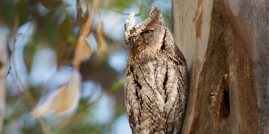 The Eurasian Scops Owl | Critter Science