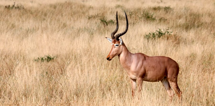 The Hirola | Critter Science