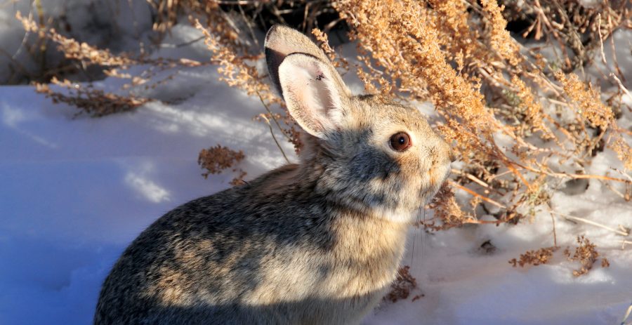 The Pygmy Rabbit | Critter Science