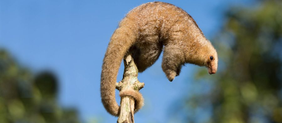 The Silky Anteater | Critter Science