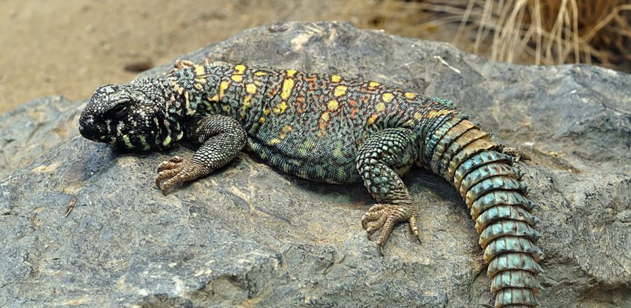 The Uromastyx | Critter Science