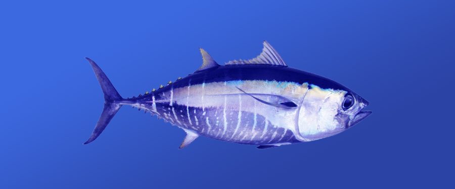 The Bigeye Tuna | Critter Science
