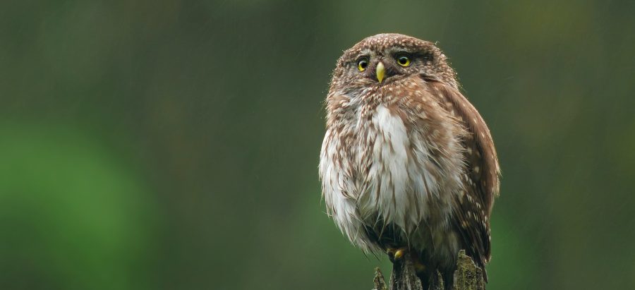 The Eurasian Pygmy Owl | Critter Science