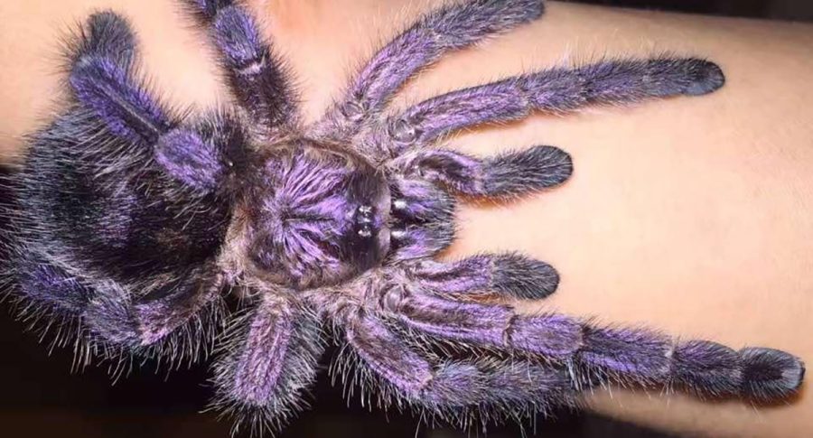 The Purple Tree Tarantula | Critter Science