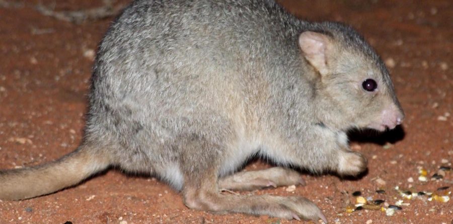 The Boodie | Critter Science