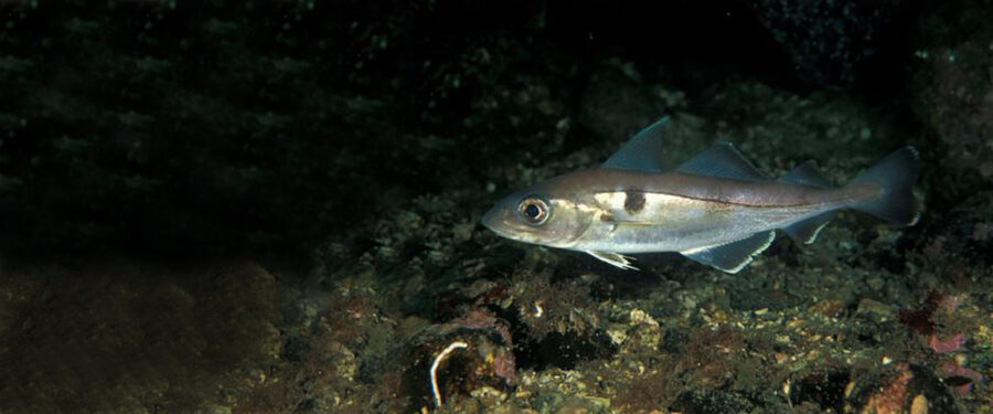 The Haddock | Critter Science