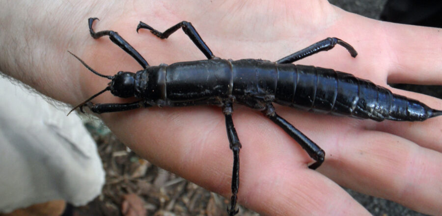 The Lord Howe Island Stick Insect | Critter Science