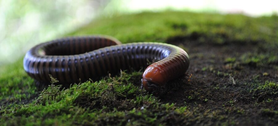 The Amazing Millipede | Critter Science