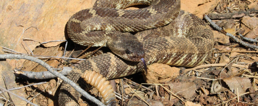 The Northern Pacific Rattlesnake | Critter Science