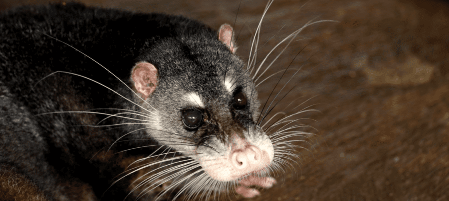 The Otter Civet | Critter Science