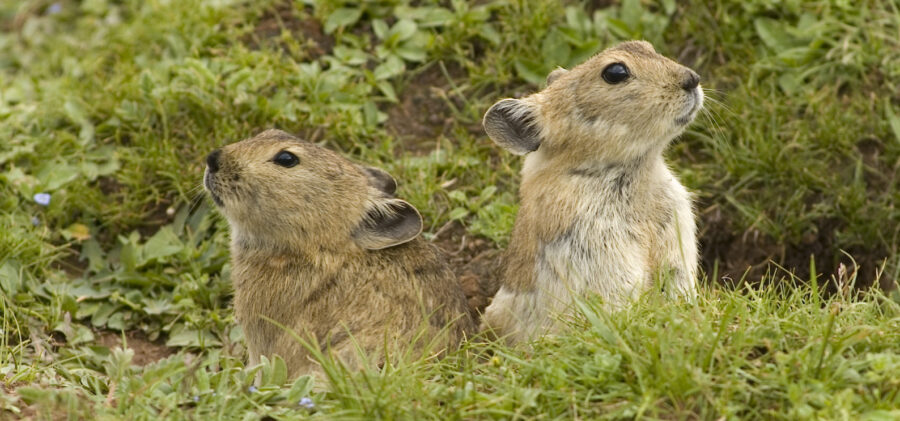 The Plateau Pika | Critter Science