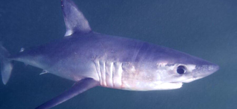 Shark and Ray Facts Archives | Critter Science