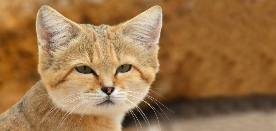 The Sand Cat | Critter Science