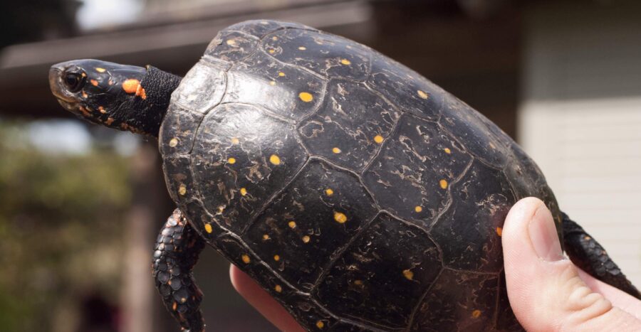 The Spotted Turtle | Critter Science