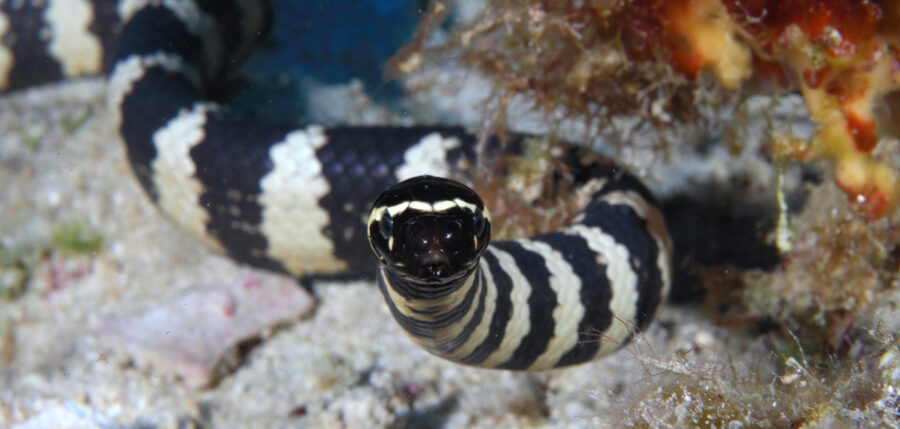 The Turtleheaded Sea Snake | Critter Science