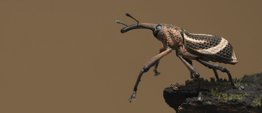 Insect Facts Archives | Critter Science